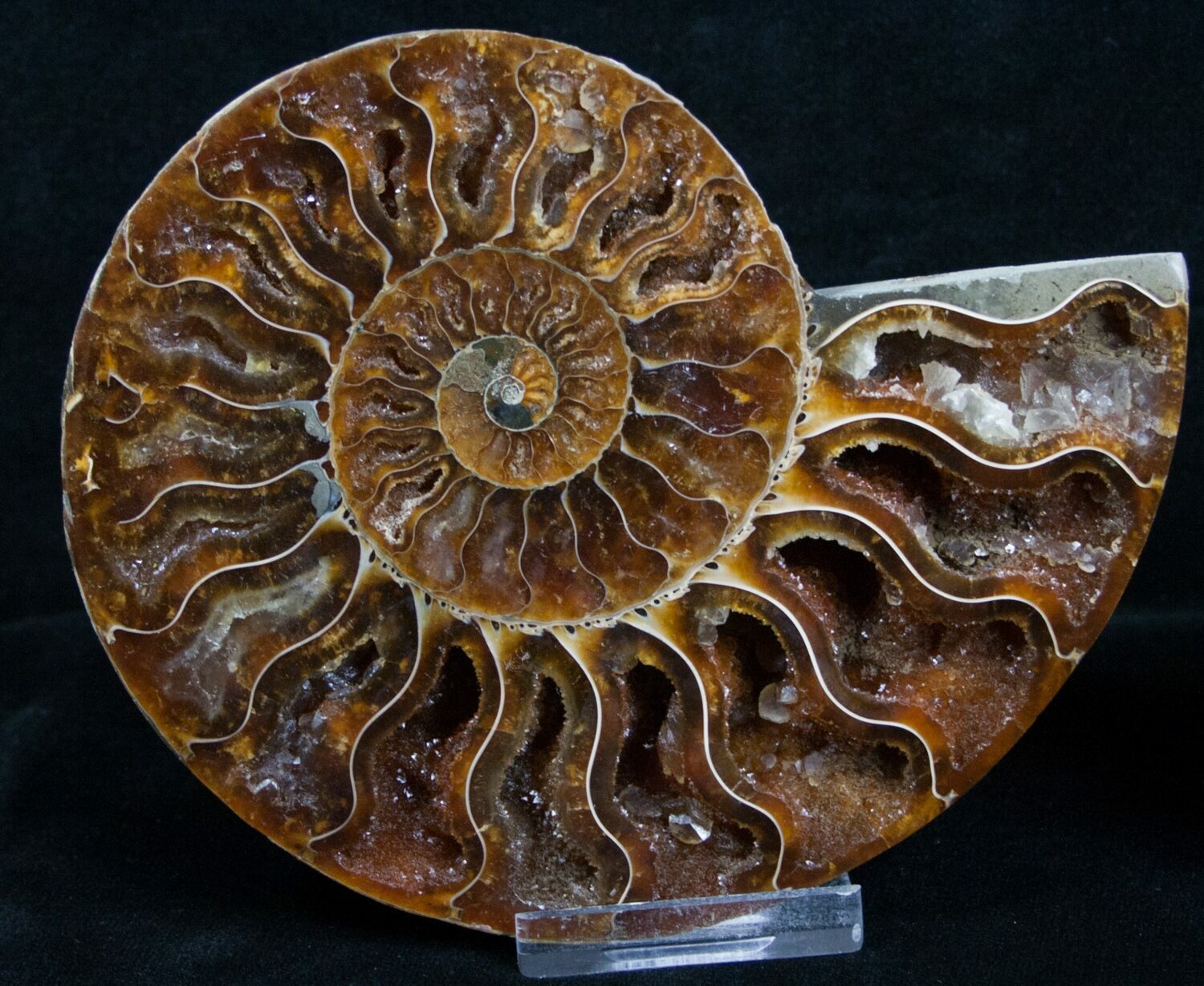 5 Inch Split Ammonite Pair (#4395) For Sale - FossilEra.com
