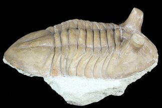 Asaphus Russian Trilobites For Sale - FossilEra.com