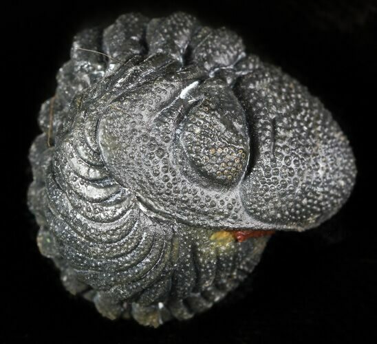 Bumpy Enrolled Morocops (Phacops) Trilobite (#46327) For Sale ...