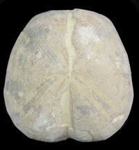 Salenia Urchin Fossil - Late Cretaceous For Sale (#5924) - FossilEra.com