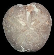 Salenia Urchin Fossil - Late Cretaceous For Sale (#12947) - FossilEra.com