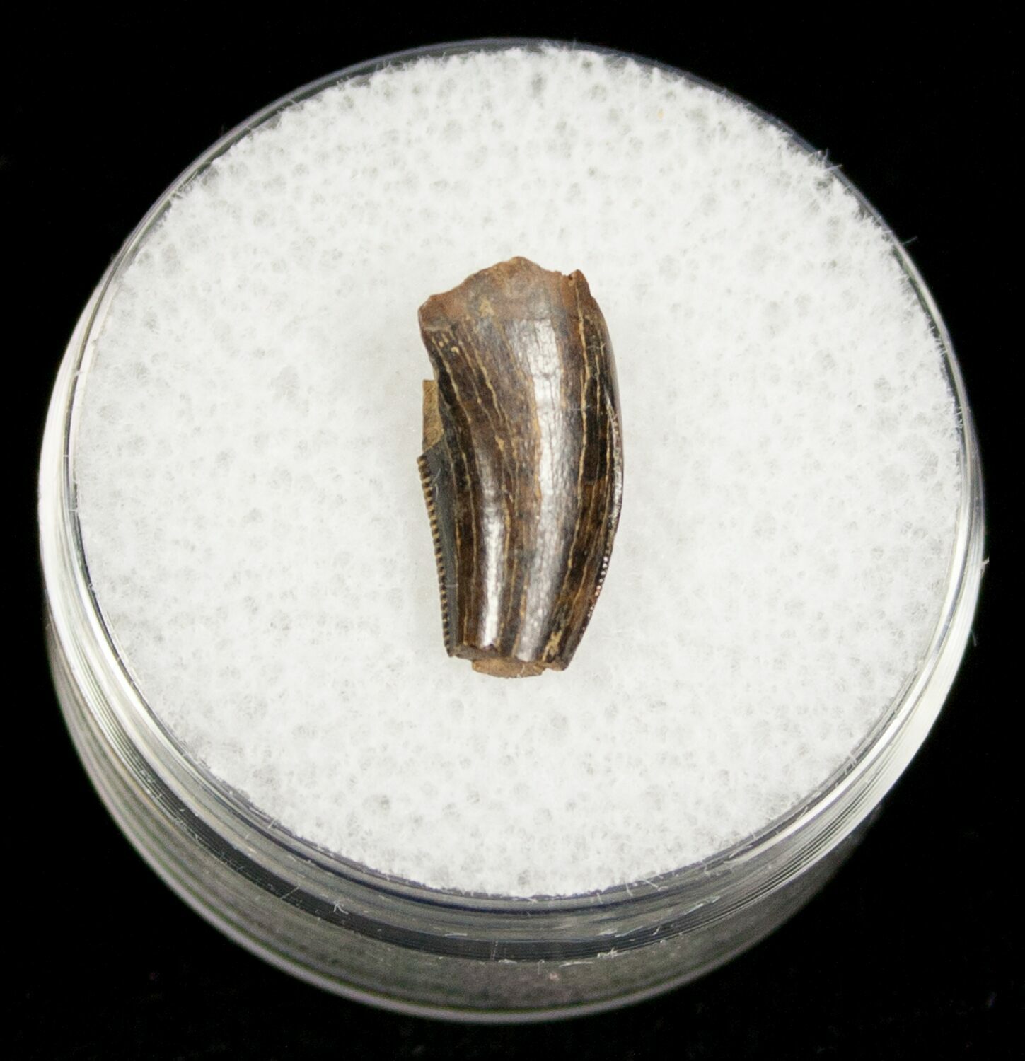 Partial Dromaeosaur (Raptor) Tooth - Montana (#4434) For Sale ...