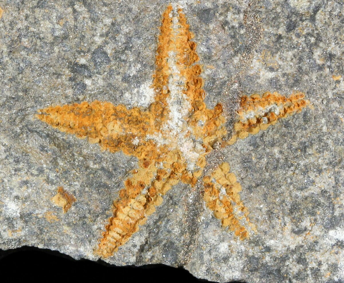 .9" Ordovician Starfish (Petraster?) Fossil - Morocco (#46465) For Sale ...