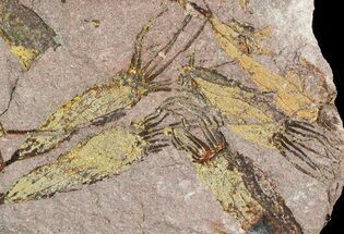 Eocrinoid (Ascocystites) From Morocco - Ordovician For Sale (#13719 ...