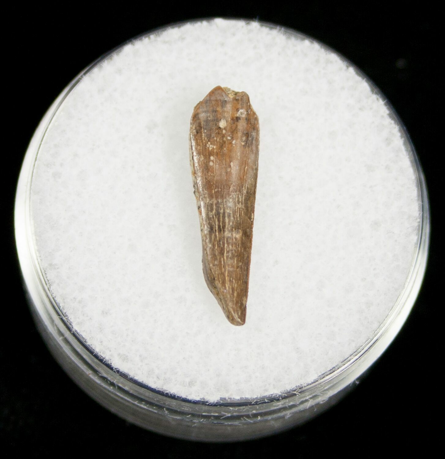 Partial Dromaeosaur (Raptor) Tooth - Montana (#4435) For Sale ...