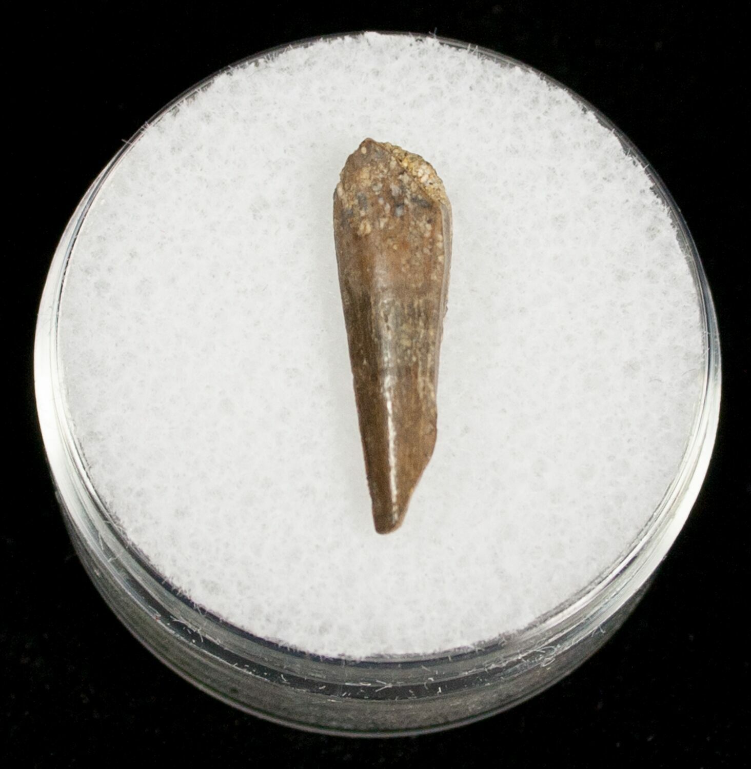 Partial Dromaeosaur (Raptor) Tooth - Montana (#4435) For Sale ...