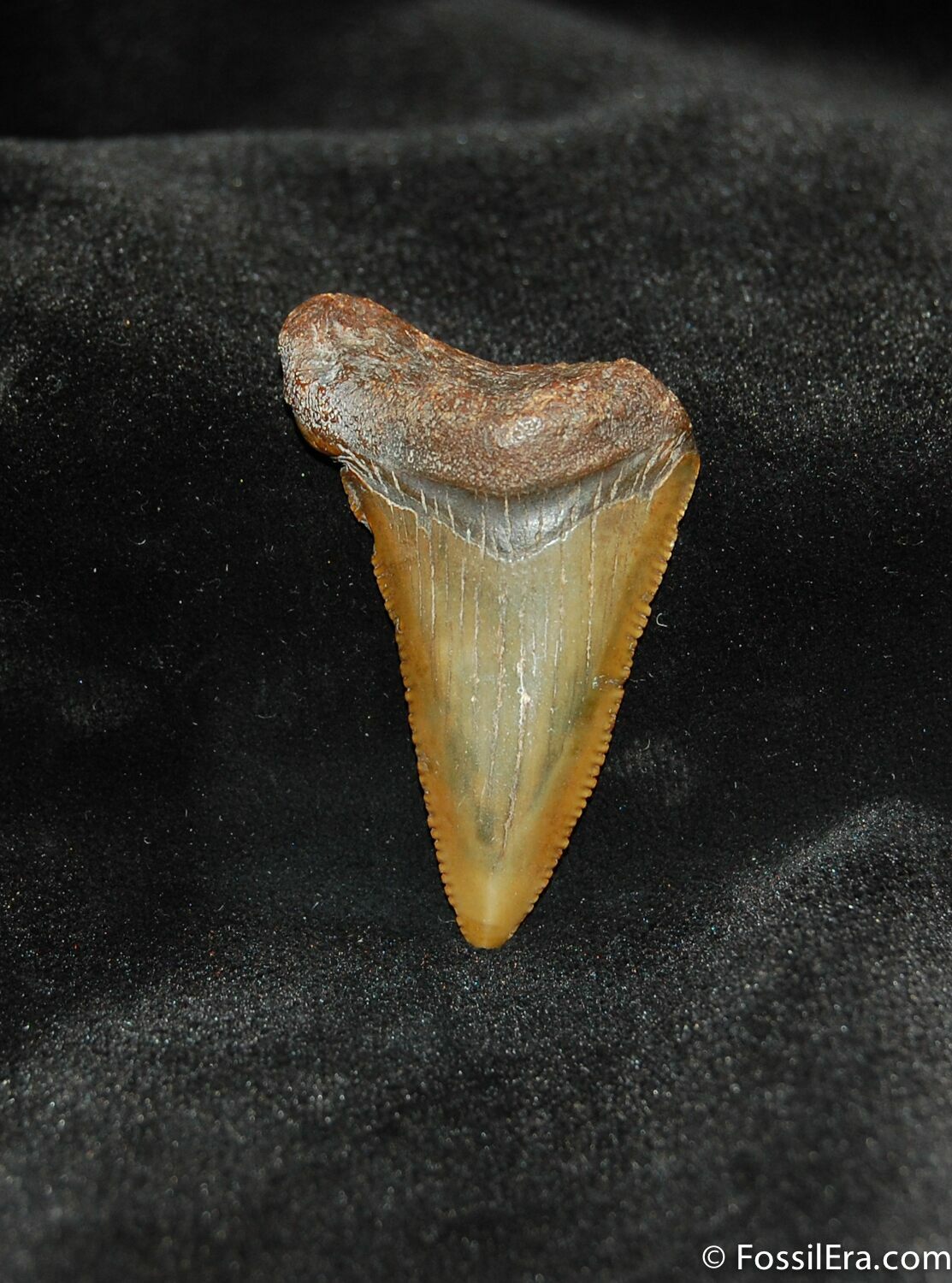 Small Megalodon Shark Tooth For Sale (#568) - FossilEra.com