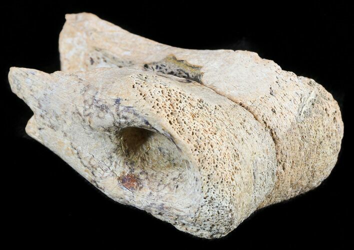 2.3" Partial Theropod Dinosaur Toe Bone - North Dakota (#46927) For ...