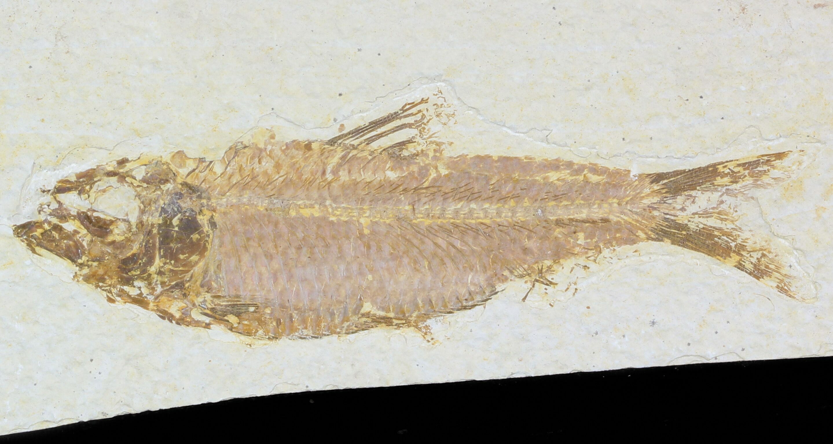 Bargain 4.4" Knightia Fossil Fish - Wyoming (#47886) For Sale ...