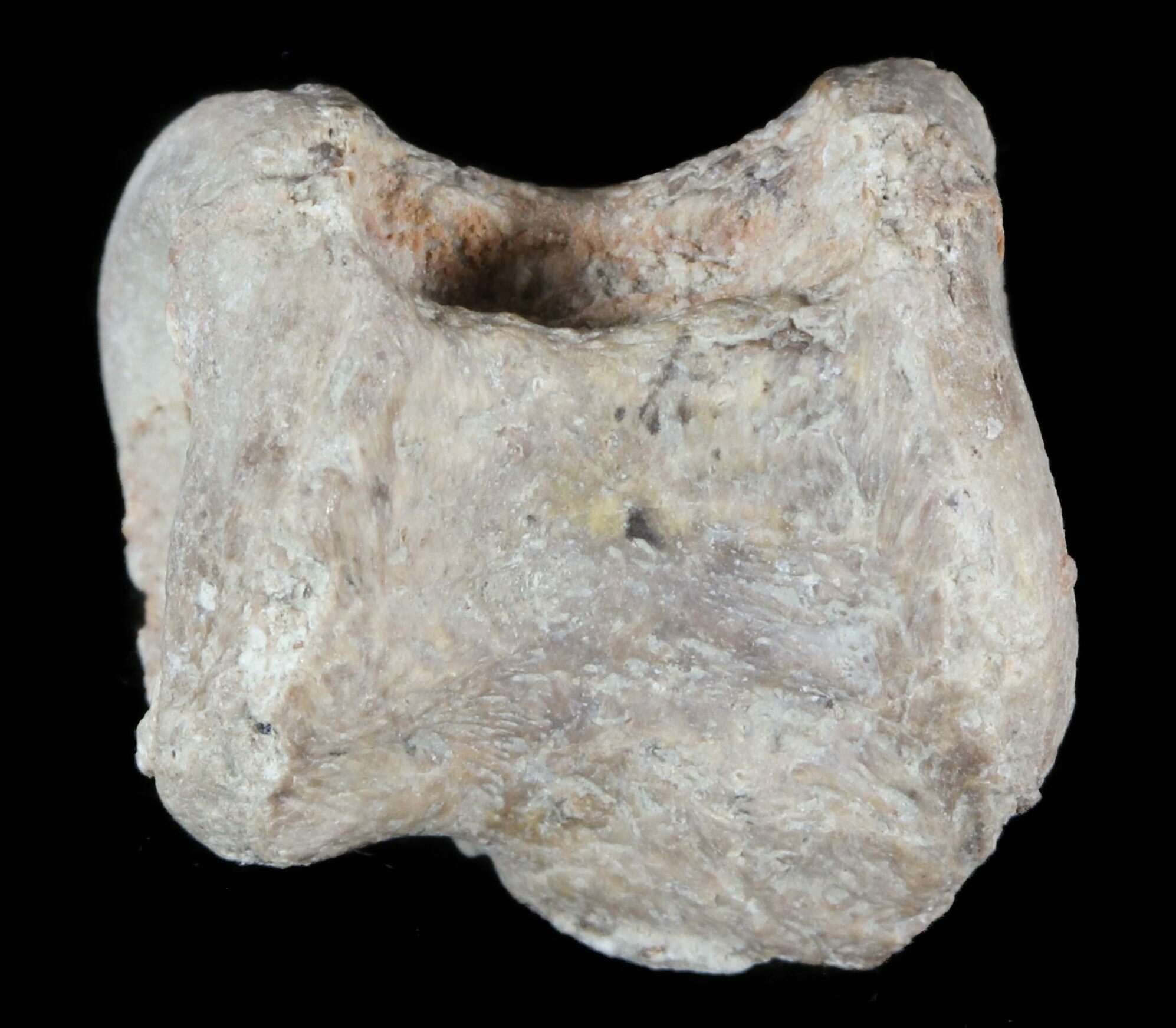 .62" Edaphosaurus (Permian Synapsid) Vertebrae - Texas For Sale (#33616 ...