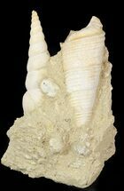 Large Fossil Turritella (Gastropod) From France For Sale (#8810 ...