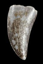 Dinosaur Fossils For Sale - FossilEra.com