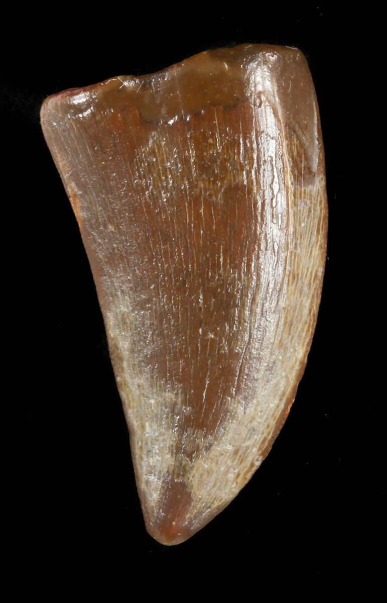 Bargain, .96" Timurlengia (Tyrannosaur) Tooth - Uzbekistan (#48021) For ...