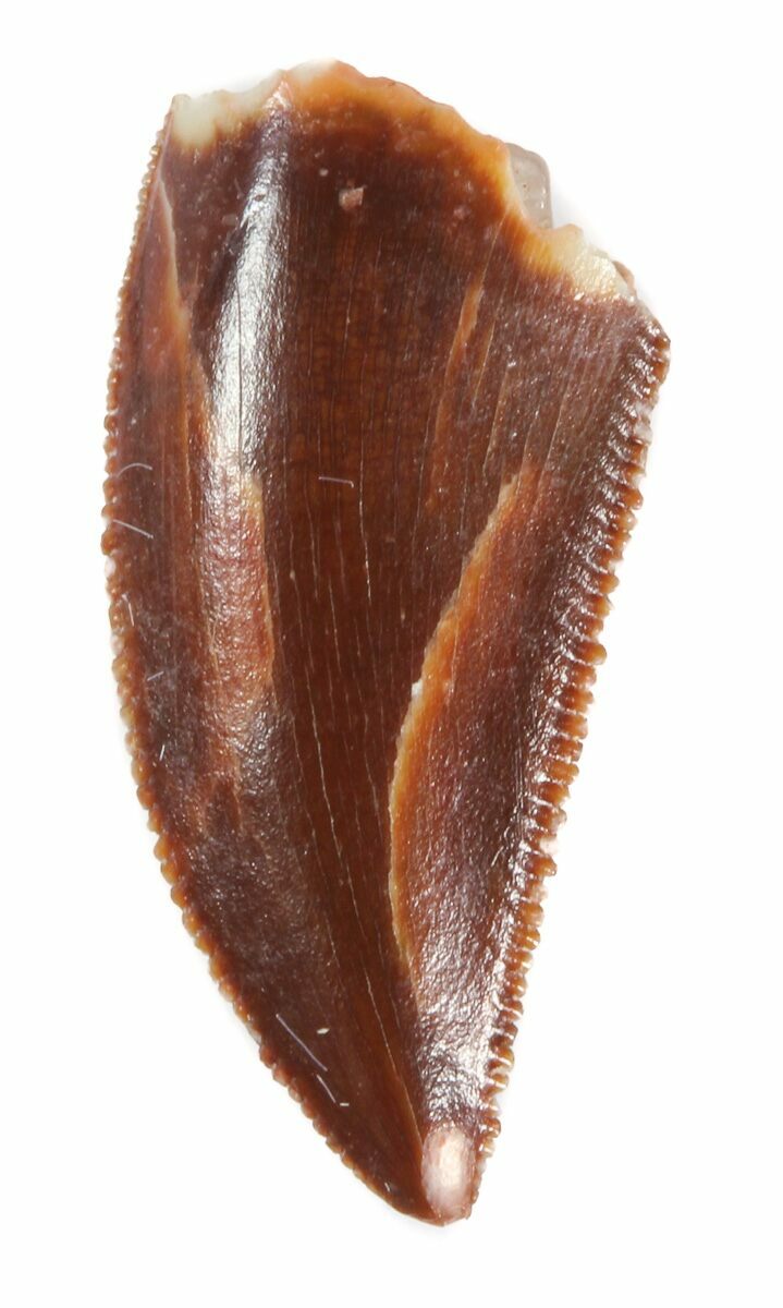 Serrated, .66" Raptor Tooth - Morocco (#48149) For Sale - FossilEra.com