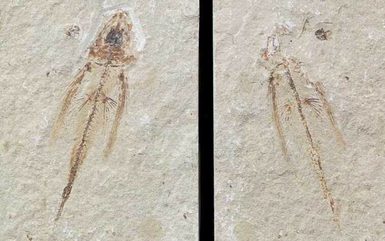 1.7" Fossil Flying Fish (Exocoetoides) - Lebanon (#48522) For Sale ...