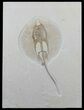 Stunning, 15" Fossil Stingray (Heliobatis) - Wyoming (#48590) For Sale ...