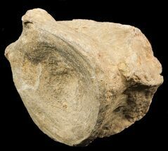Mosasaurus & Mosasaurs - FossilEra.com
