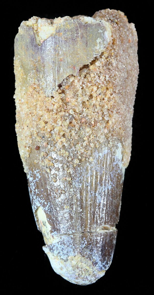 1.25" Cretaceous Fossil Crocodile (Elosuchus) Tooth - Morocco (#48998 ...