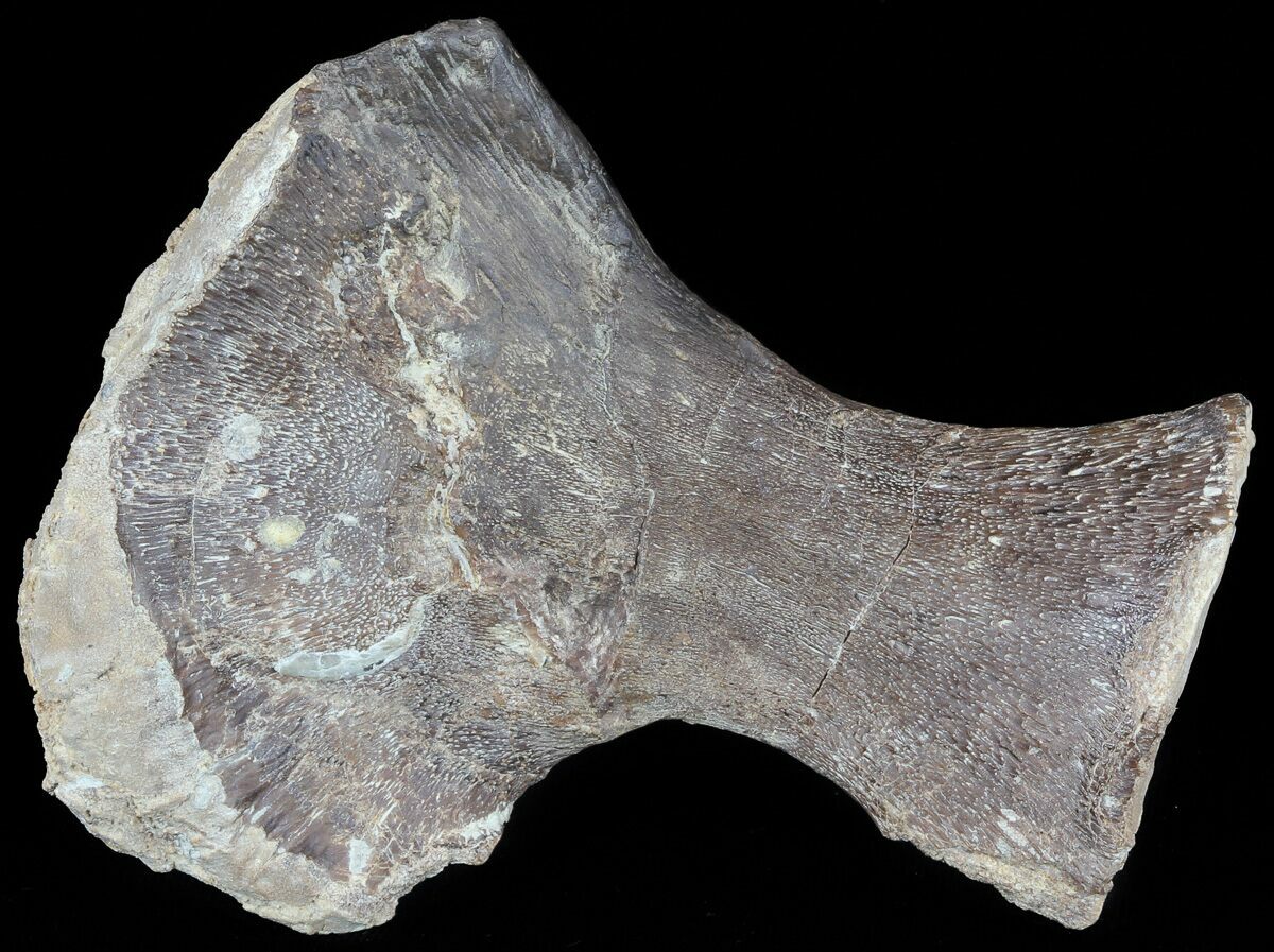 3.2" Mosasaur (Clidastes) Radius - Kansas For Sale (#49331) - FossilEra.com