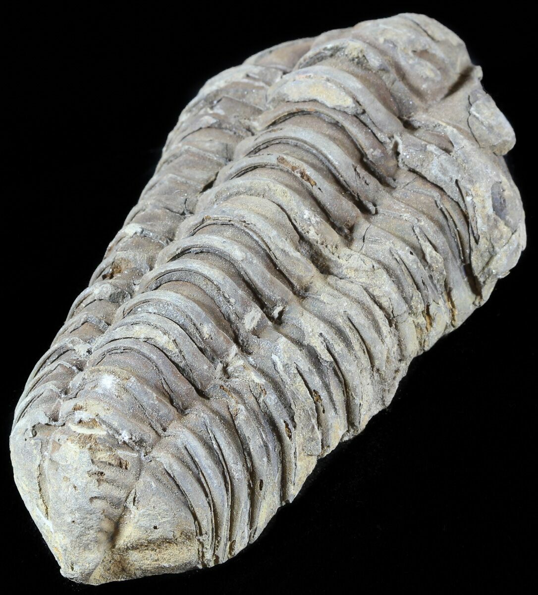 Trilobite Size