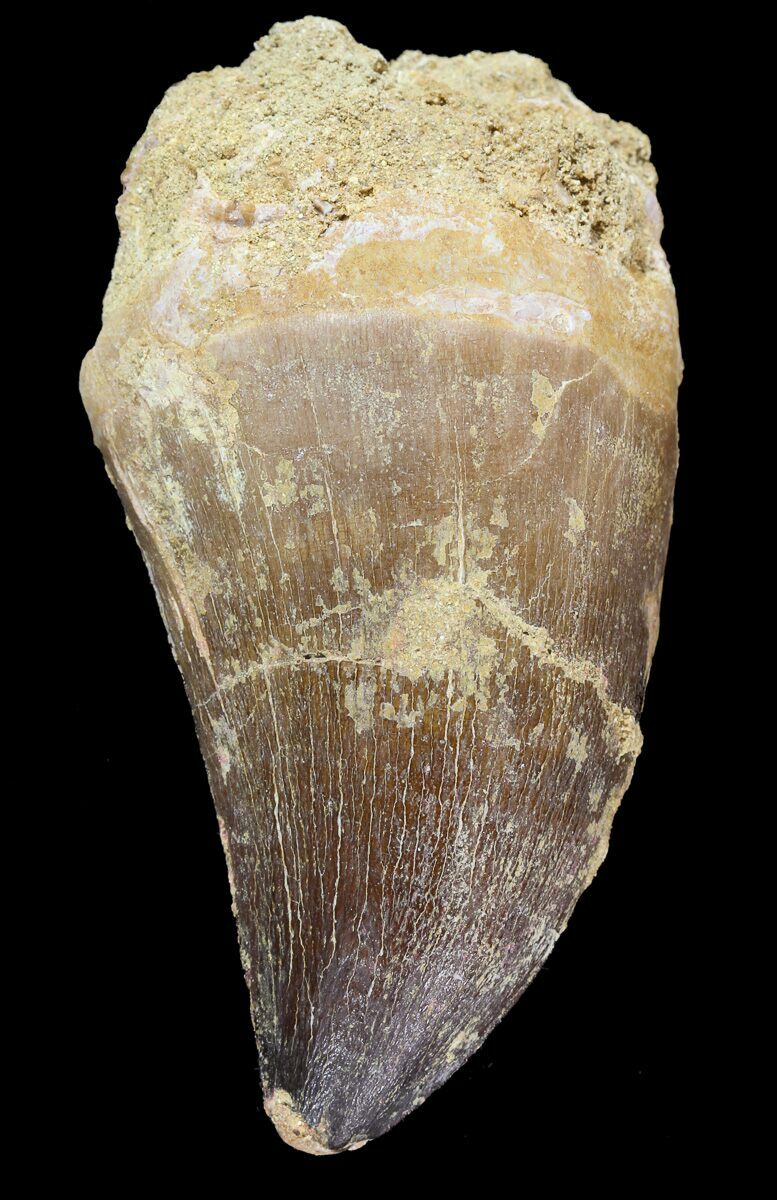 Large 2.3" Mosasaur (Prognathodon) Tooth (#49734) For Sale - FossilEra.com