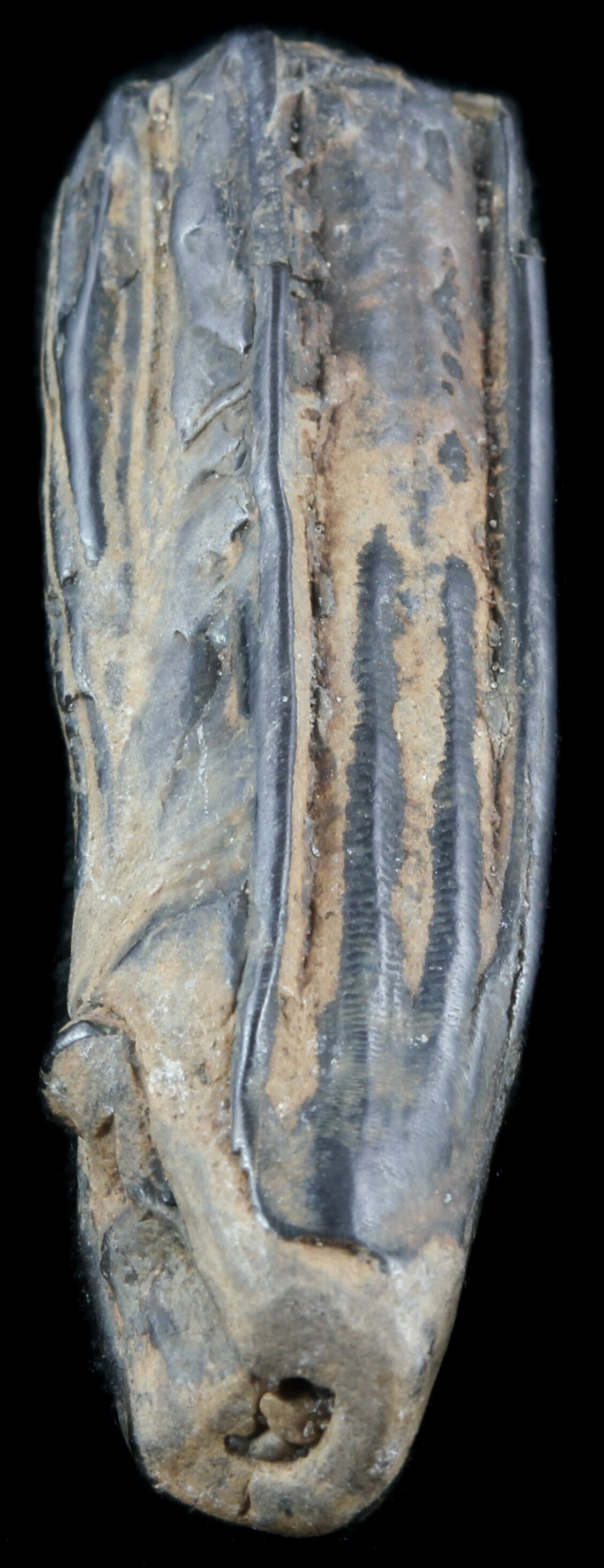 Bargain 1.7" Pleistocene Aged Fossil Horse Tooth - Florida (#50432) For ...