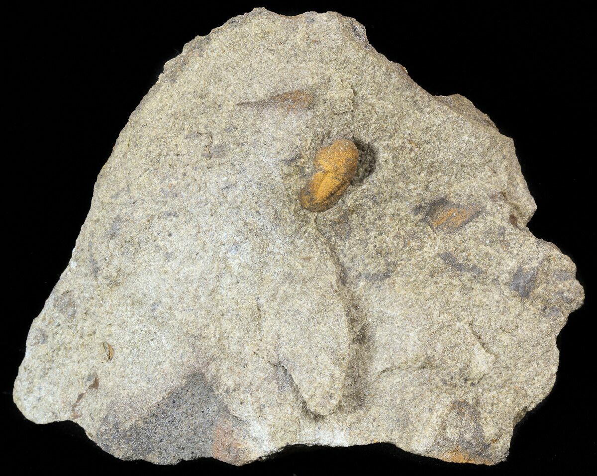 Cyclopyge An Unusual Pelagic Trilobite (#40142) For Sale - FossilEra.com