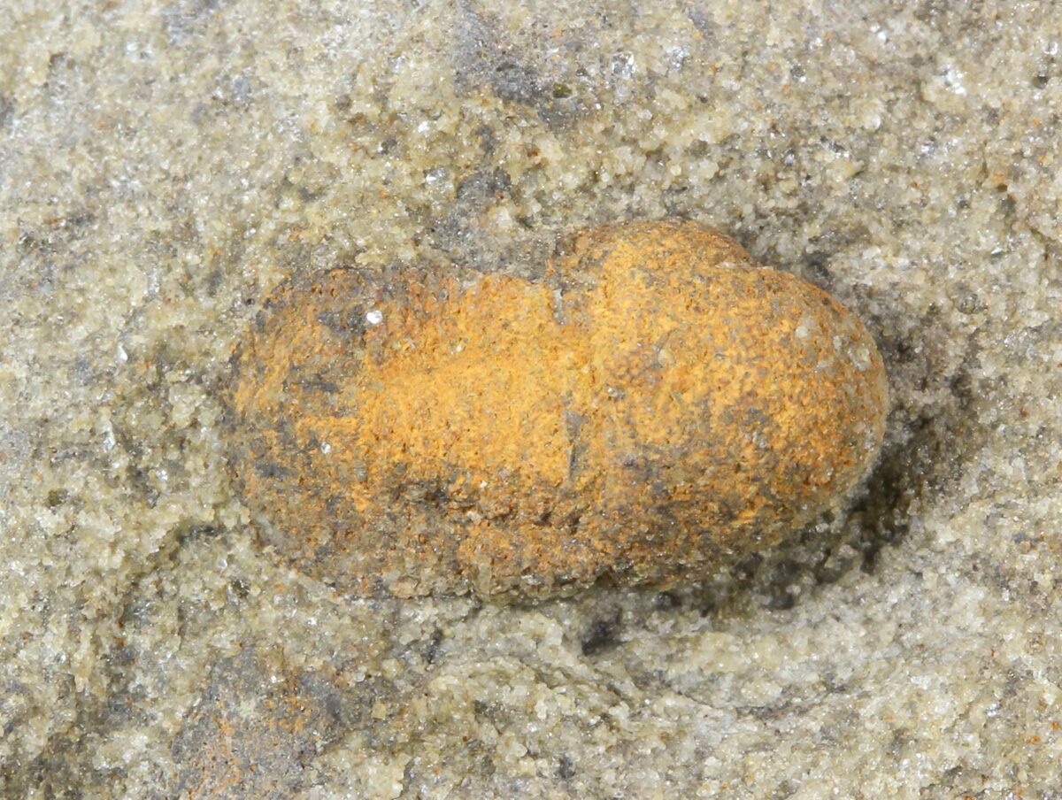 Cyclopyge An Unusual Pelagic Trilobite (#40142) For Sale - FossilEra.com