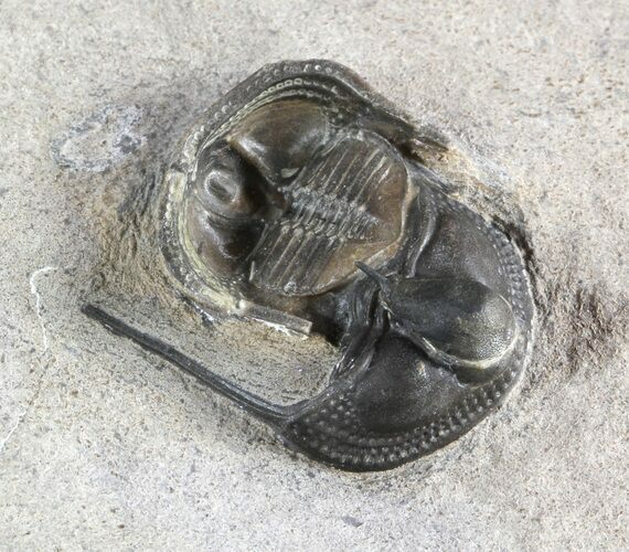 Cluster Of Three Inflated Cryptolithus Trilobites - Pennsylvania ...