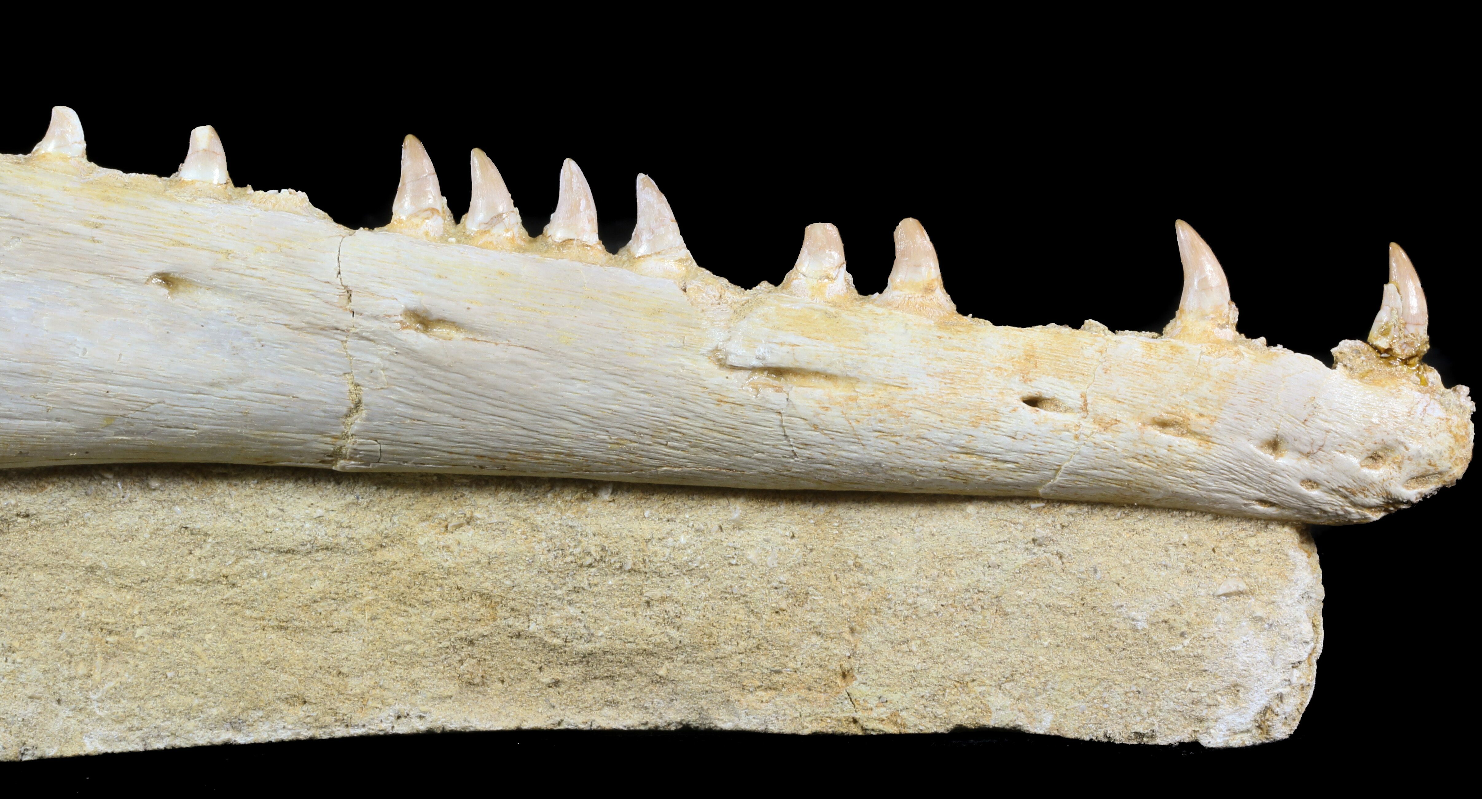 9.7" Mosasaur (Halisaurus) Jaw Sections With 8 Teeth For Sale (#50958 ...