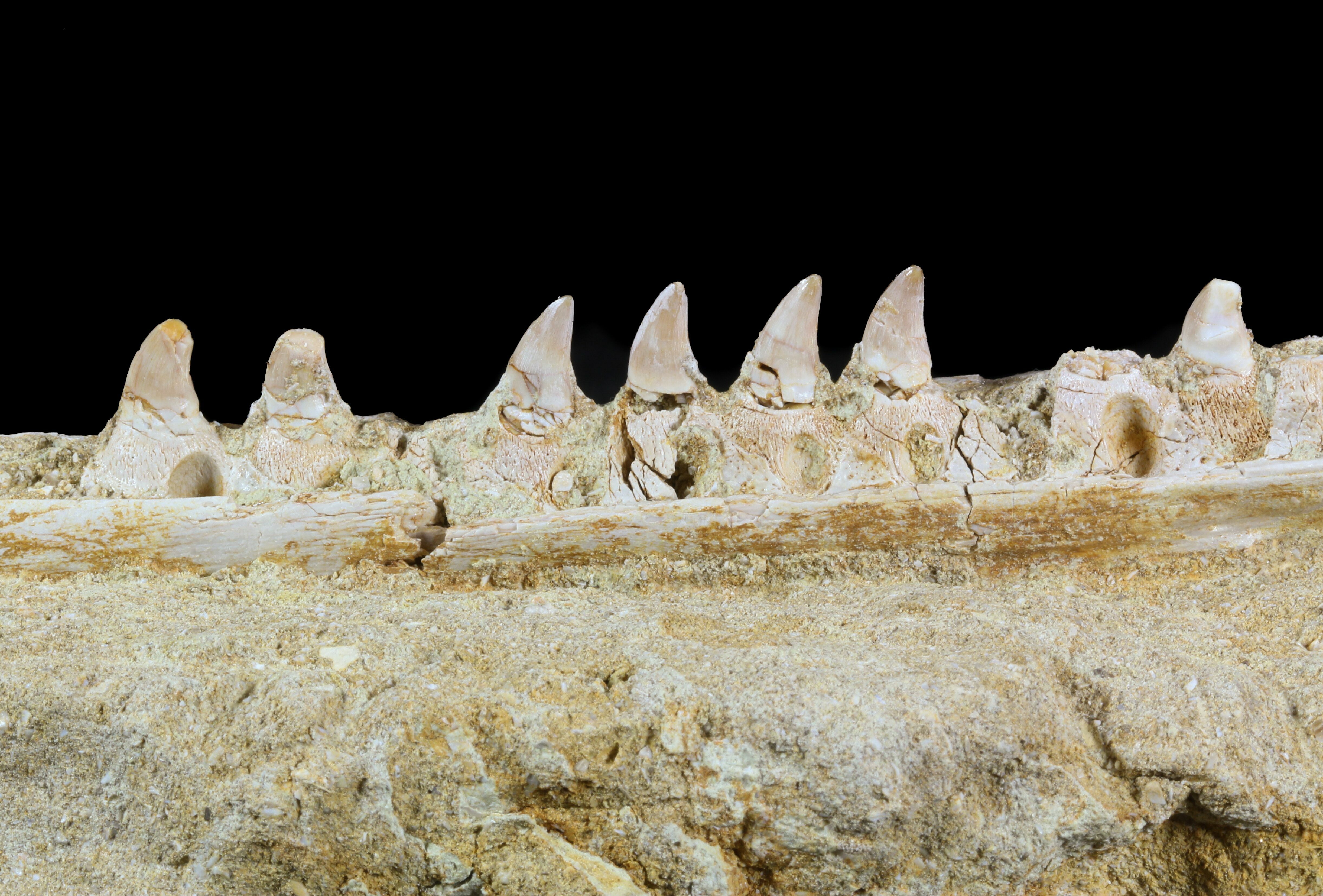 9.7" Mosasaur (Halisaurus) Jaw Sections With 8 Teeth For Sale (#50958 ...