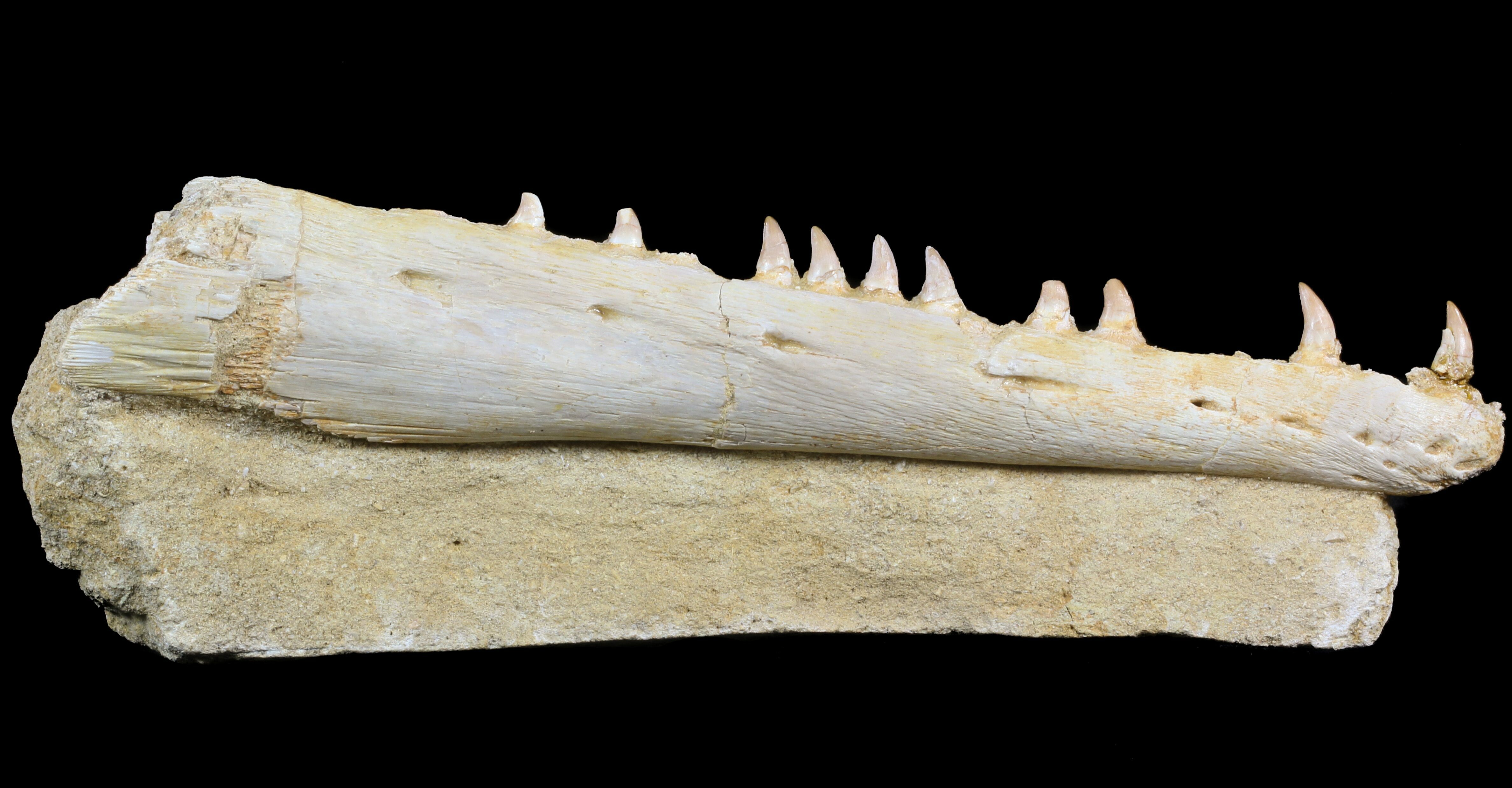 9.7" Mosasaur (Halisaurus) Jaw Sections With 8 Teeth For Sale (#50958 ...