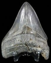 Megalodon Size: How Big Was The Megalodon Shark? - FossilEra.com