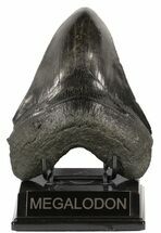 Megalodon Size: How Big Was The Megalodon Shark? - FossilEra.com