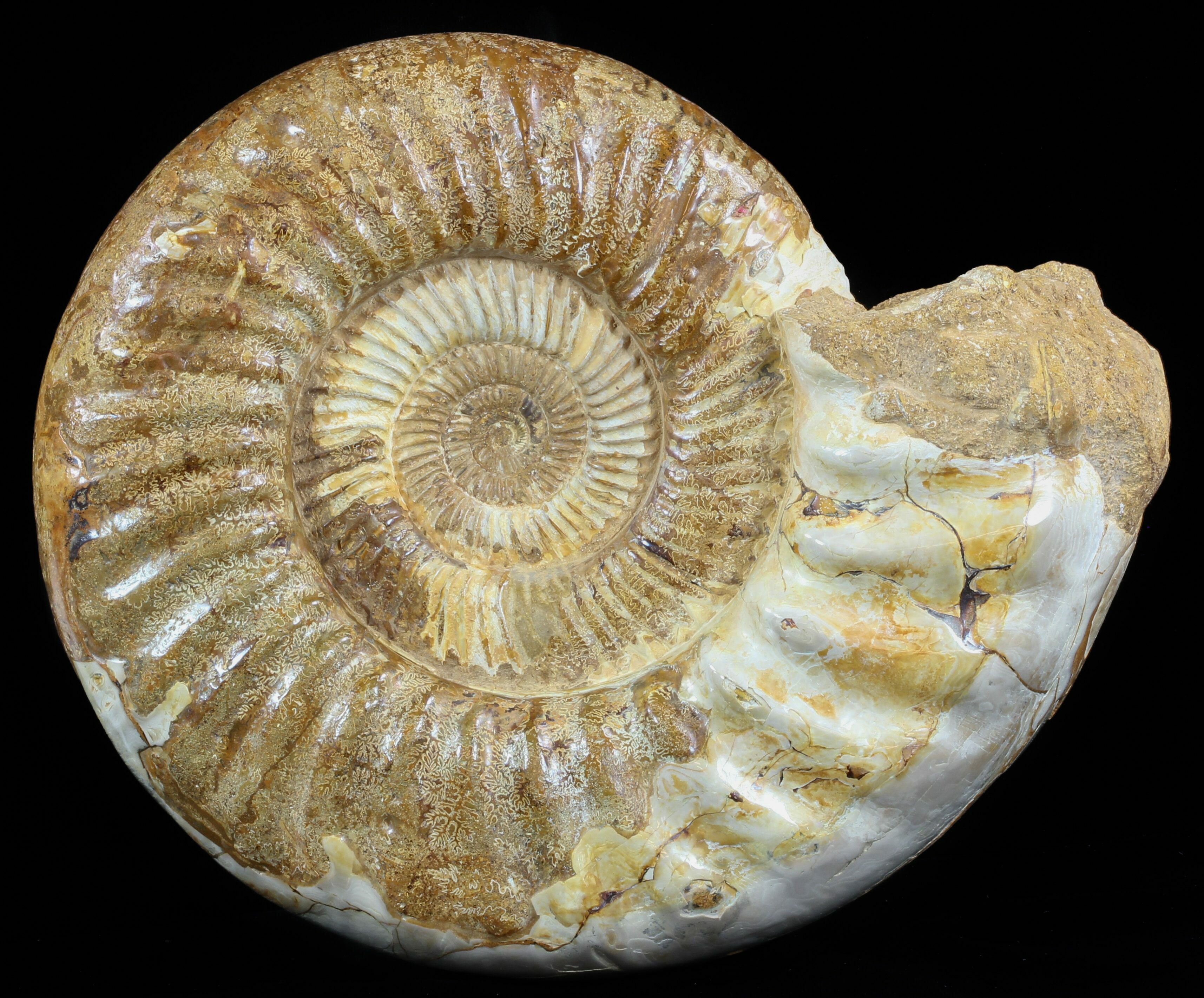 Large, 10.2" Perisphinctes Ammonite - Jurassic For Sale (#51351 ...