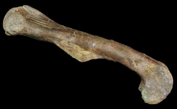 Killer, 18" Kritosaurus Femur - Aguja Formation, Texas (#51409) For ...