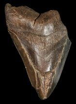 Megalodon Size: How Big Was The Megalodon Shark? - FossilEra.com