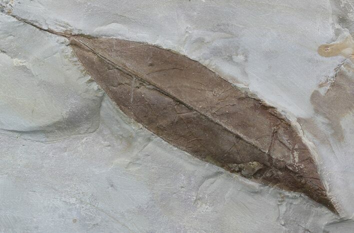 4.2" Fossil Fruit Tree Leaf (Prunus perita) - Montana (#52247) For Sale ...