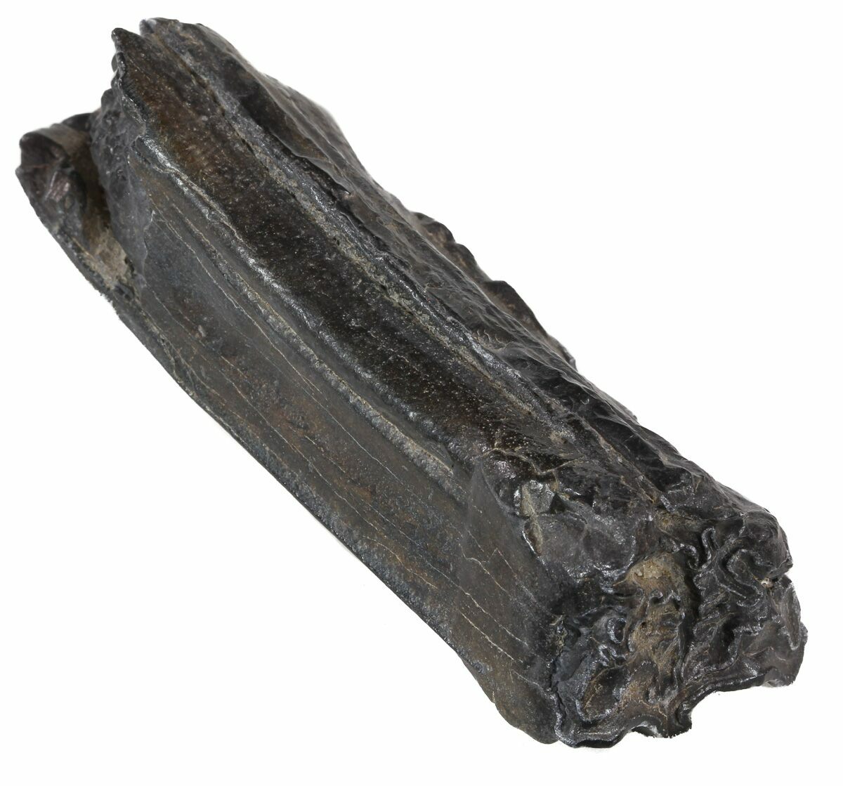 2.9" Pleistocene Aged Fossil Horse Tooth - Florida (#53145) For Sale ...