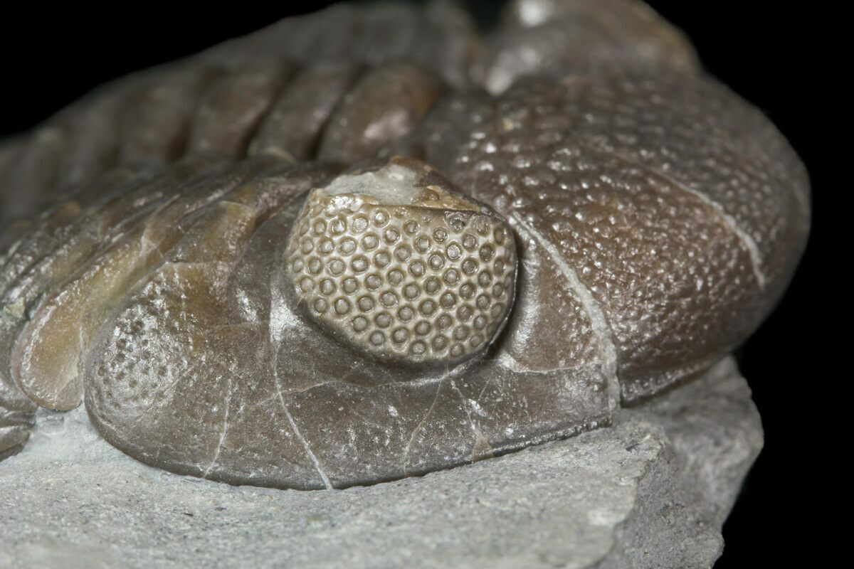 1.4" Wide, Partially Enrolled, Eldredgeops Trilobite - Ohio (#53305 ...