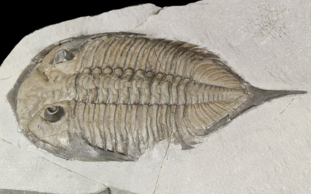 3" Dalmanites - Classic New York Trilobite (#53358) For Sale ...