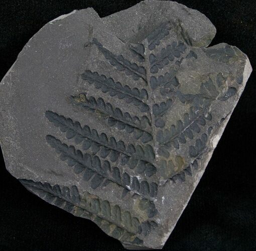 Pecopteris Fern Fossil - Poland (#4888) For Sale - FossilEra.com