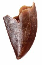 About Dinosaur Teeth - FossilEra.com