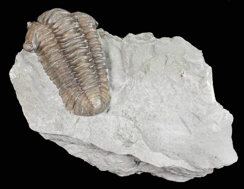 Bargain, 1.1" Flexicalymene Trilobite - Ohio (#55427) For Sale ...