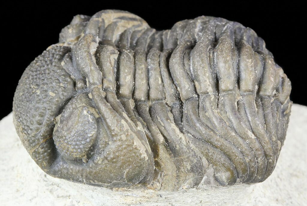 Bargain, 1.4" Morocops Trilobite - Morocco (#55467) For Sale ...