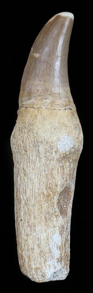 Bargain, 2.8" Rooted Mosasaur Tooth - Morocco (#55841) For Sale ...