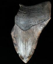 Fossil Shark Teeth For Sale - FossilEra.com