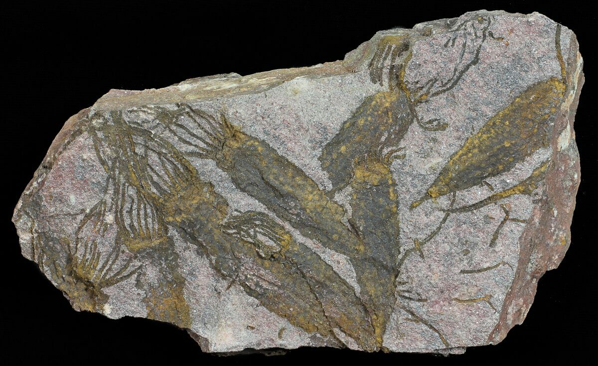 5" Wide Eocrinoid (Ascocystites) Cluster - Ordovician For Sale (#57640 ...