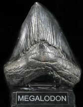 Megalodon Teeth For Sale - FossilEra.com