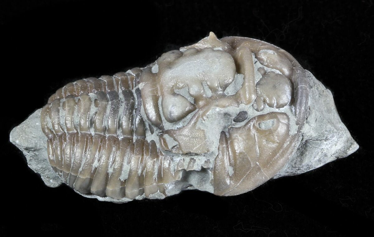 Bargain, 1" Flexicalymene Trilobite - Ohio (#57839) For Sale ...